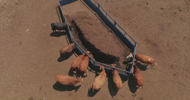 Cattle, Top View, Ground, Herd by Lior Patel – Stock Footage | Artlist