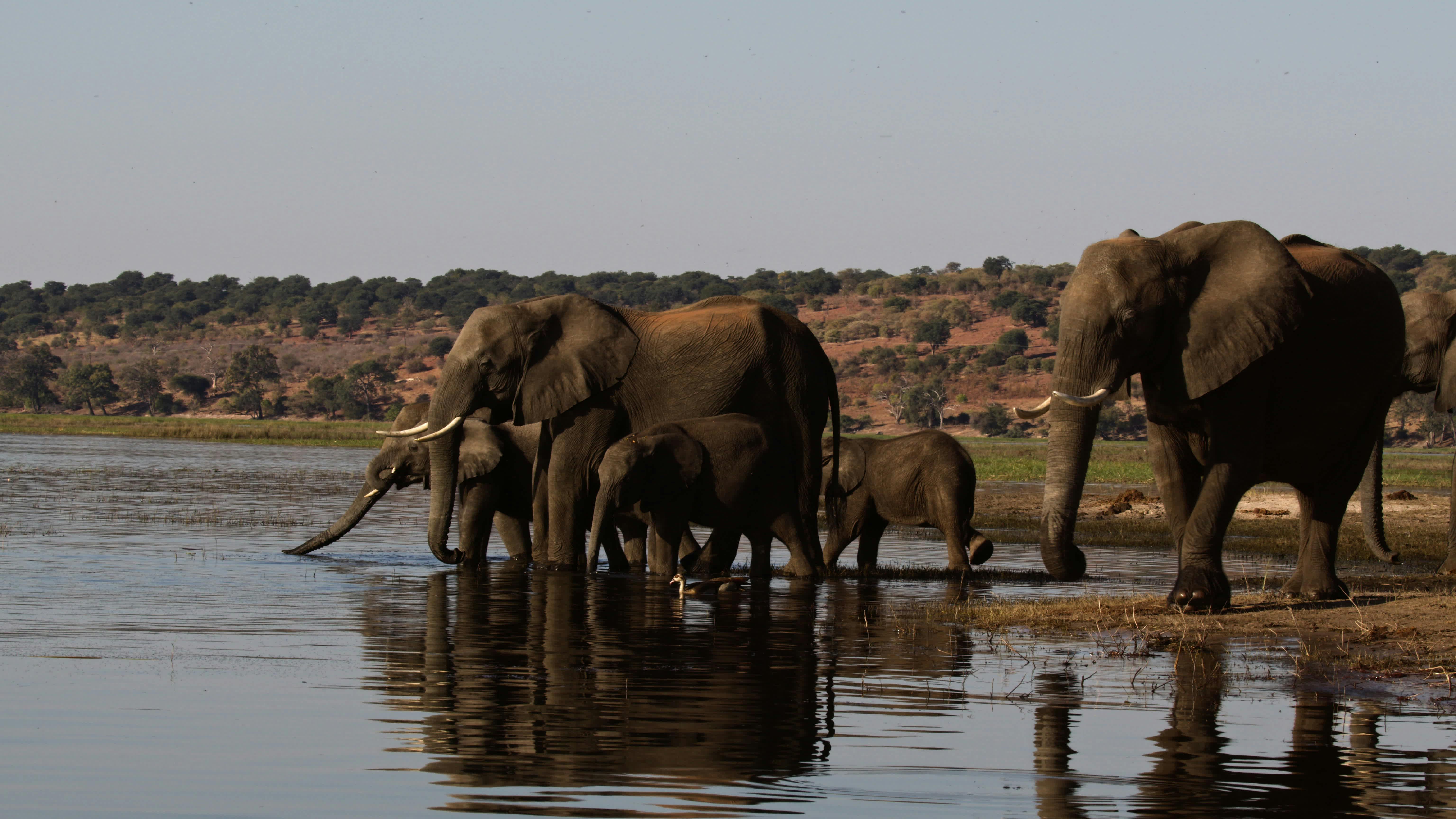 Discover walking-elephants, a story-driven footage | Artlist
