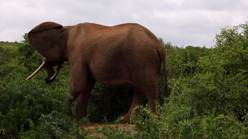 Trees, Cloudy, Tusks, Plants by 21 Aerials – Stock Footage | Artlist