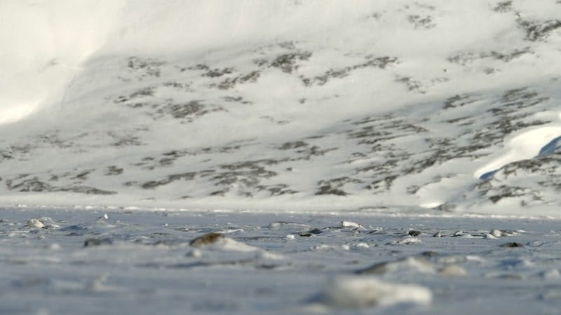 Polar Bear, Snow, Arctic, Hunting by Wildlife and Nature Studios ...