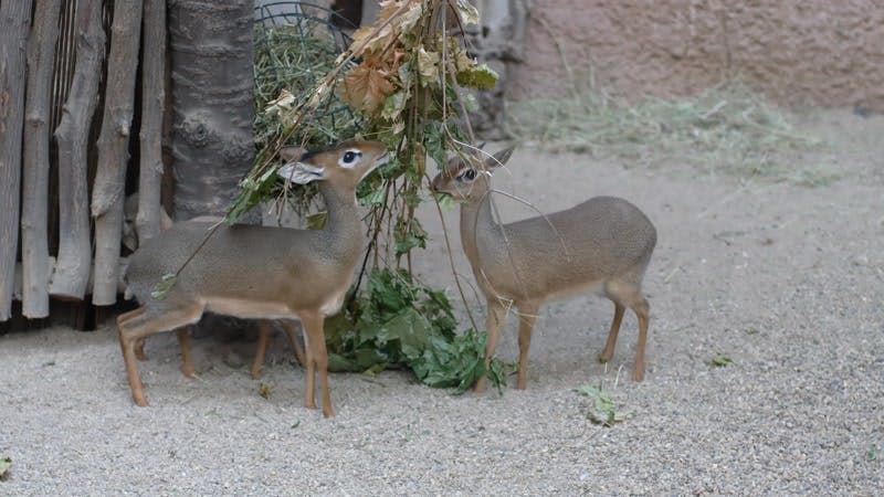 Zoo, Leaves, Eating, Animals by Oleksandr Ostapchuk – Stock Footage ...