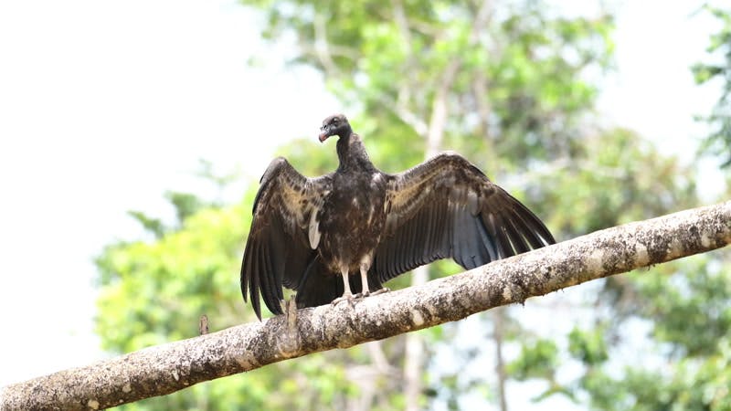 Bird Of Pray, Scavenger, Costa Rica, Bird by Matthew Williams-Ellis ...