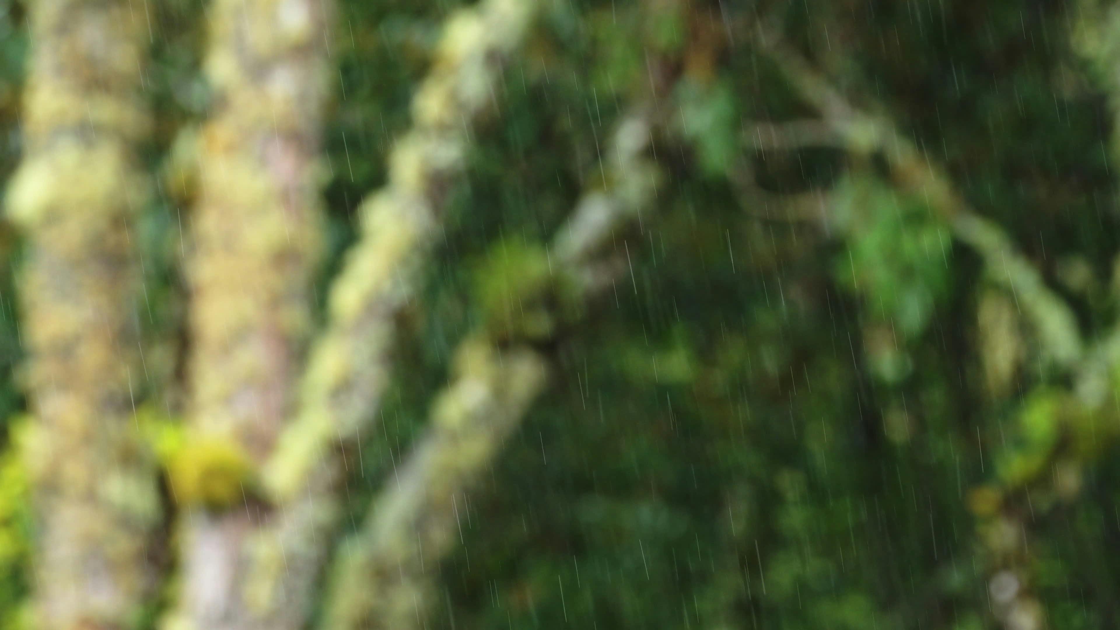 Discover forest-rainfall, a story-driven footage | Artlist