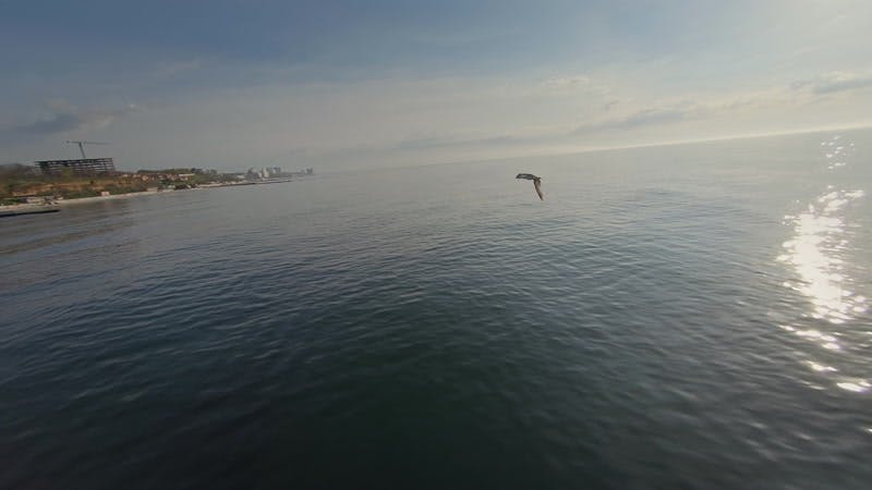 Drone, Sun, Seagull, Sea by Cinematic Vision – Stock Footage | Artlist