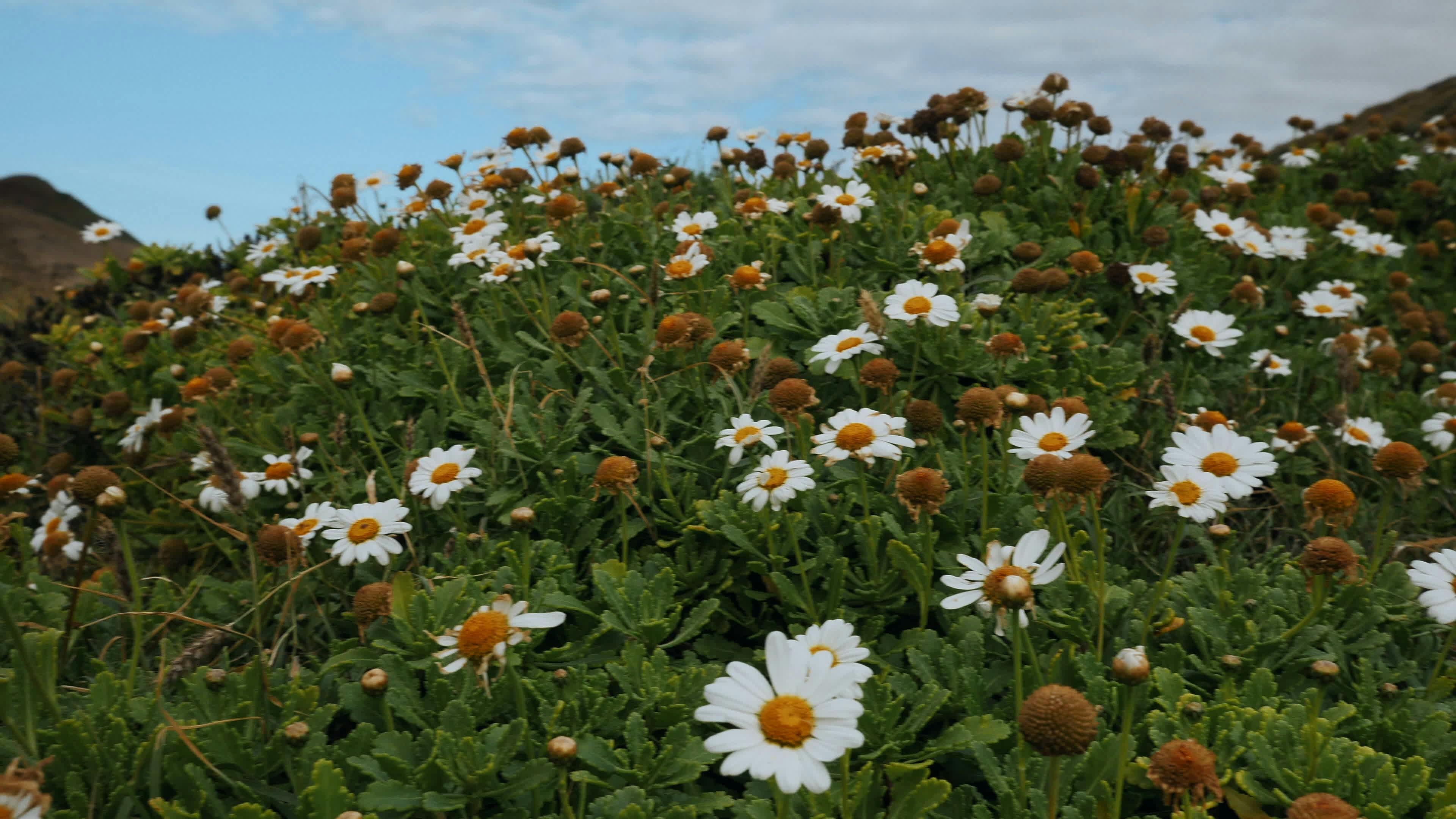 Discover daisy-flowers-in-the-field, a story-driven footage | Artlist