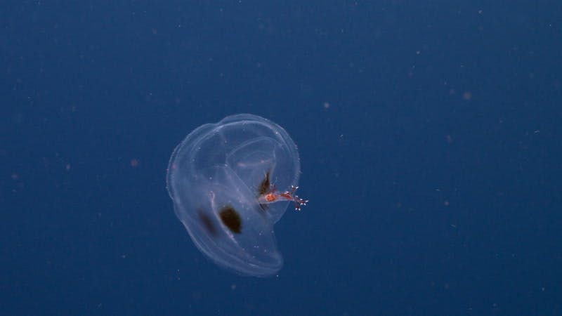 Spot Winged Comb Jelly, Swimming, Marine Life, Underwater by Tilo ...
