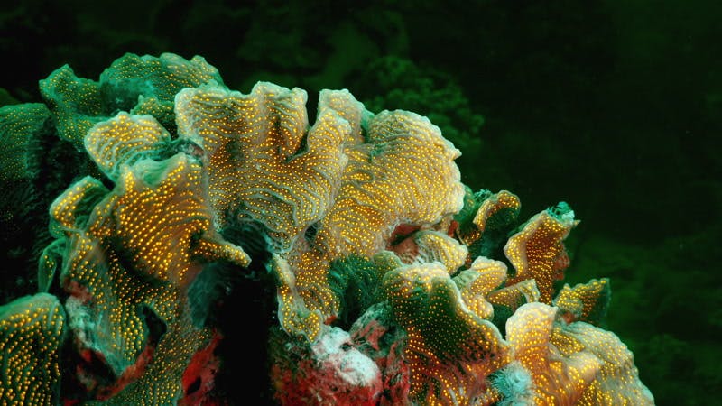 Coral, Sea, Ocean, Seabed by Tilo Kuehnast – Stock Footage | Artlist