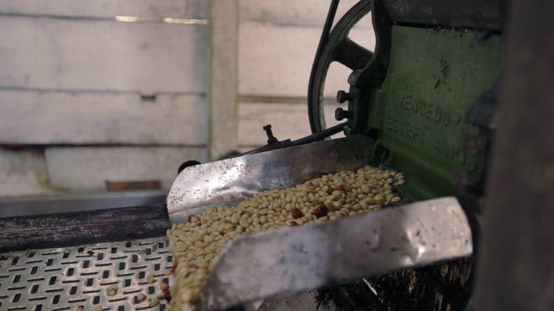 Hulling, Traditional, Process, Coffee Cherries by Wind Collective ...