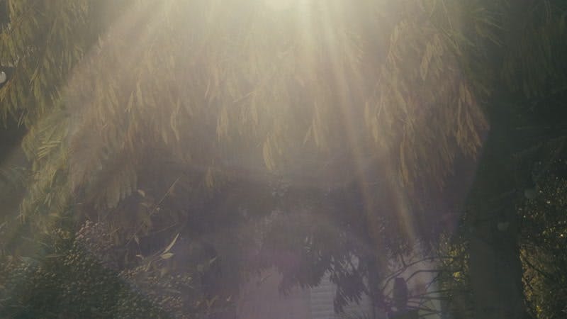 Trees, Shrubs, Leaves, Light Rays by Yuval Aloni – Stock Footage | Artlist
