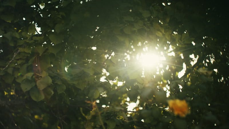 Tree, Yellow Rose, Leaves, Light Rays by Yuval Aloni – Stock Footage ...