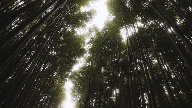 Bamboo, Grove, Trees, Kyoto by Jade and Jase – Stock Footage | Artlist
