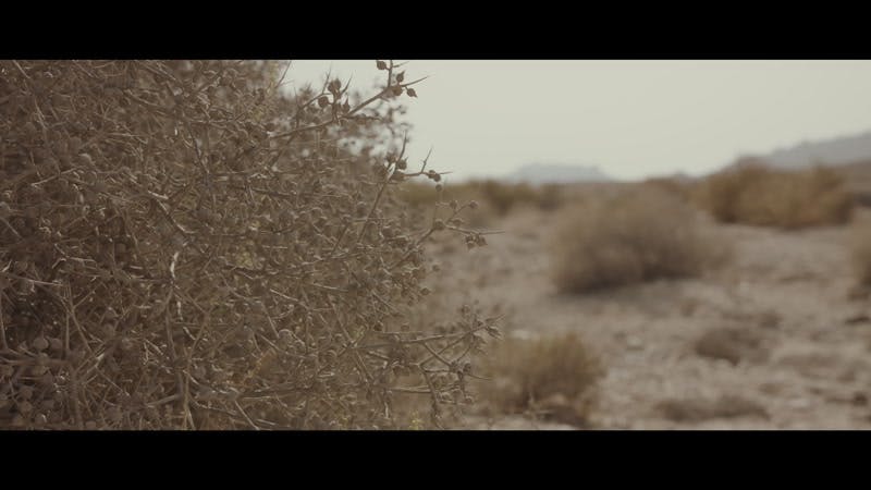 Desert, Plant, Shrub, Barredn by Ami Bornstein – Stock Footage | Artlist