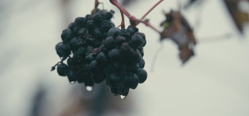 Winter, Grapes, Mist, Fog by Omri Ohana – Stock Footage | Artlist