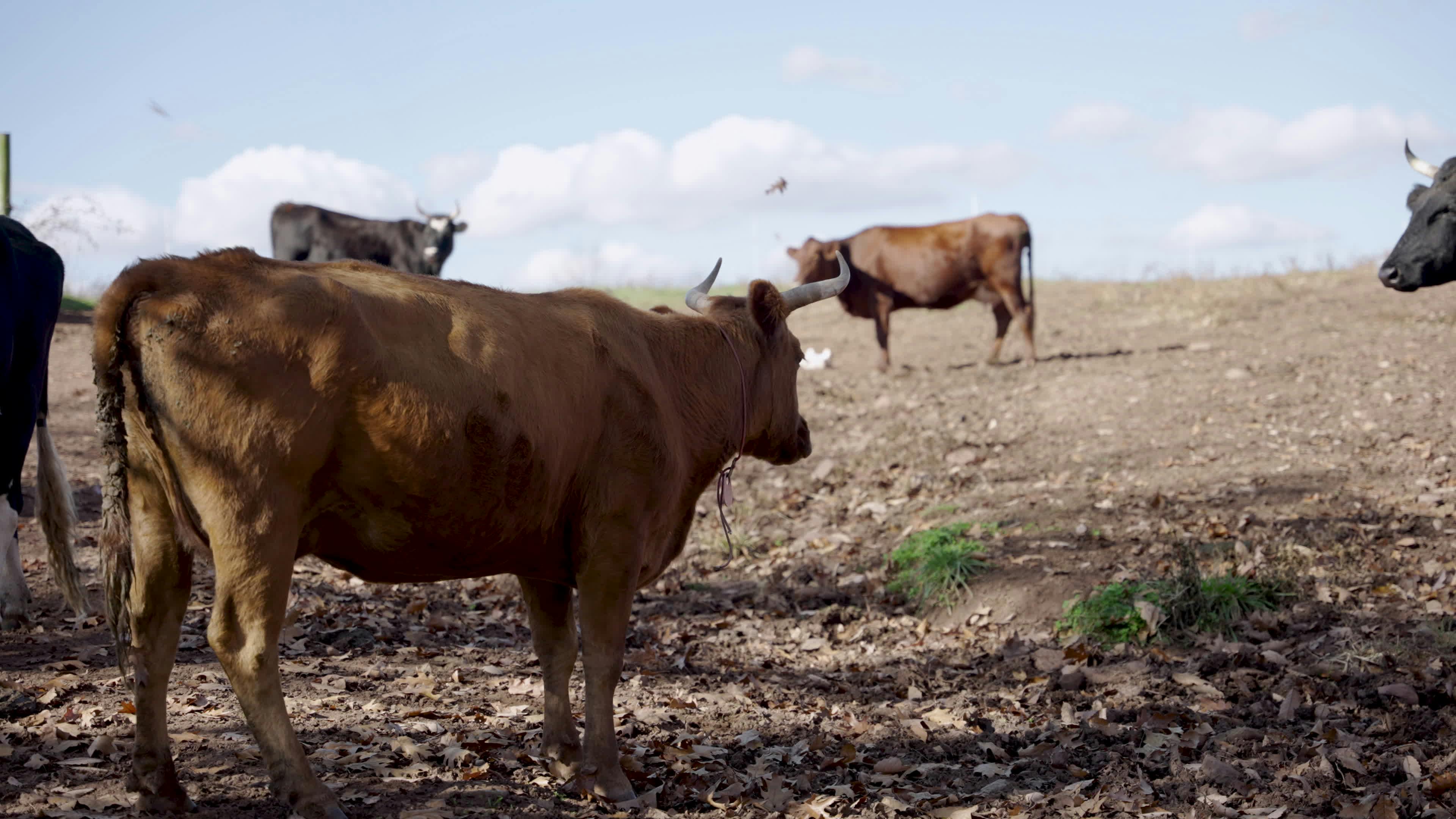 Discover cows-and-fall-leaves, a story-driven footage | Artlist
