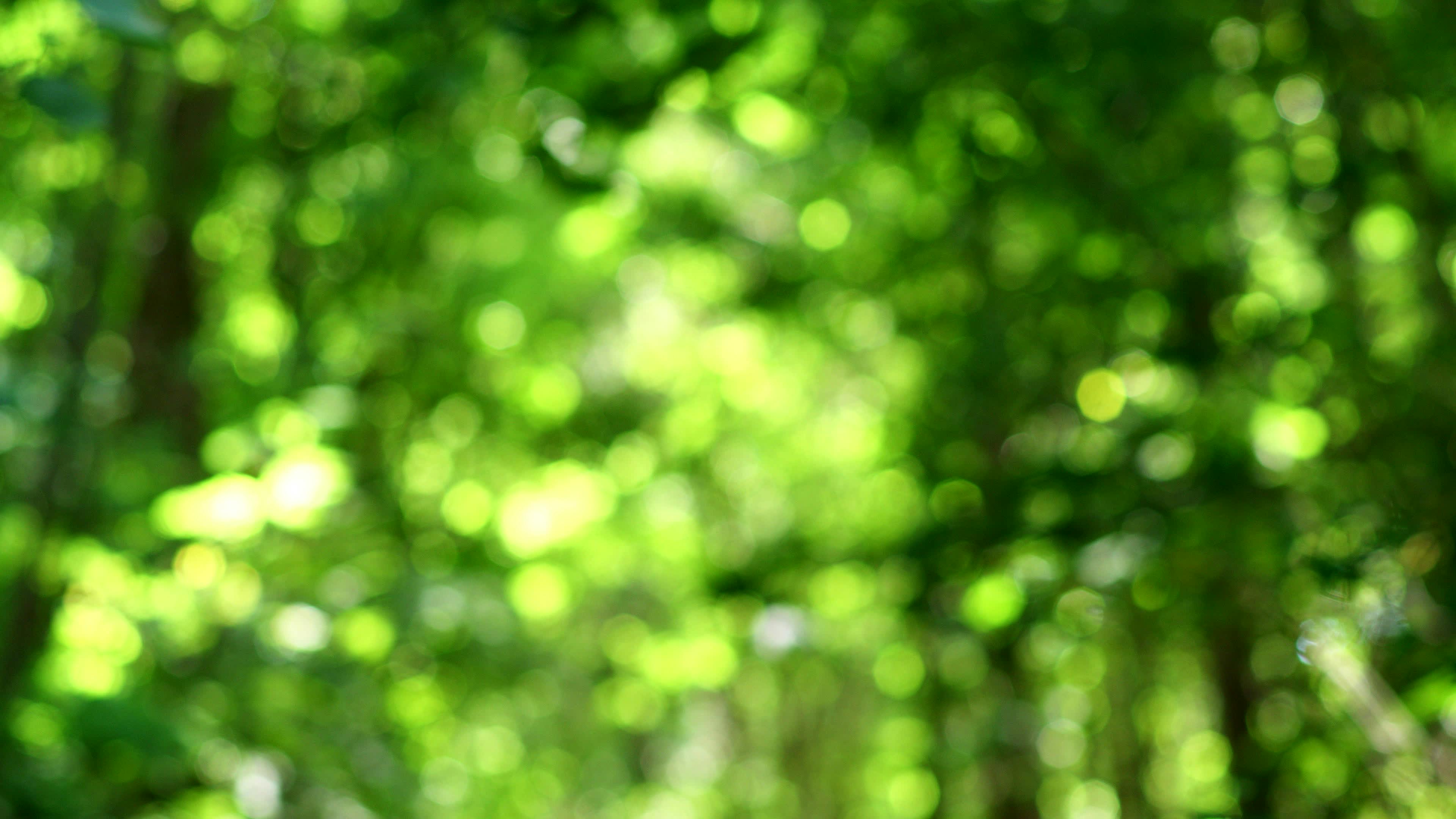Discover bokeh-forest-backgrounds, a story-driven footage | Artlist