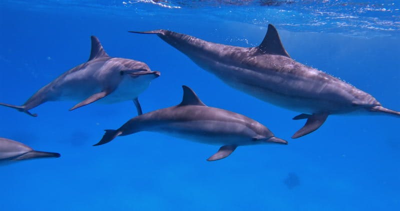 Mammal, Marine Life, Underwater, Egypt by David Diley – Stock Footage ...