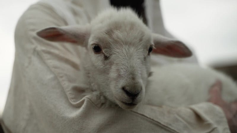Snout, Wool, Sheep, Lamb by Jordan Hatfield – Stock Footage | Artlist