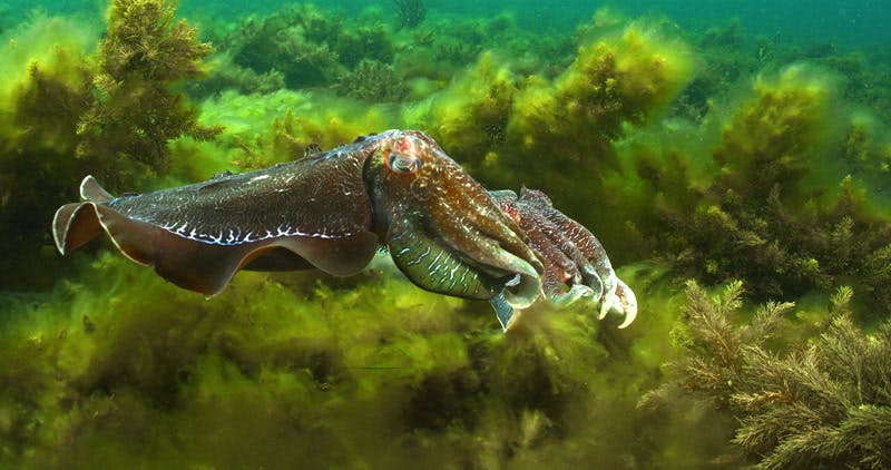 Ocean, Reef, Marine Life, Mollusks by Mark Tipple – Stock Footage | Artlist
