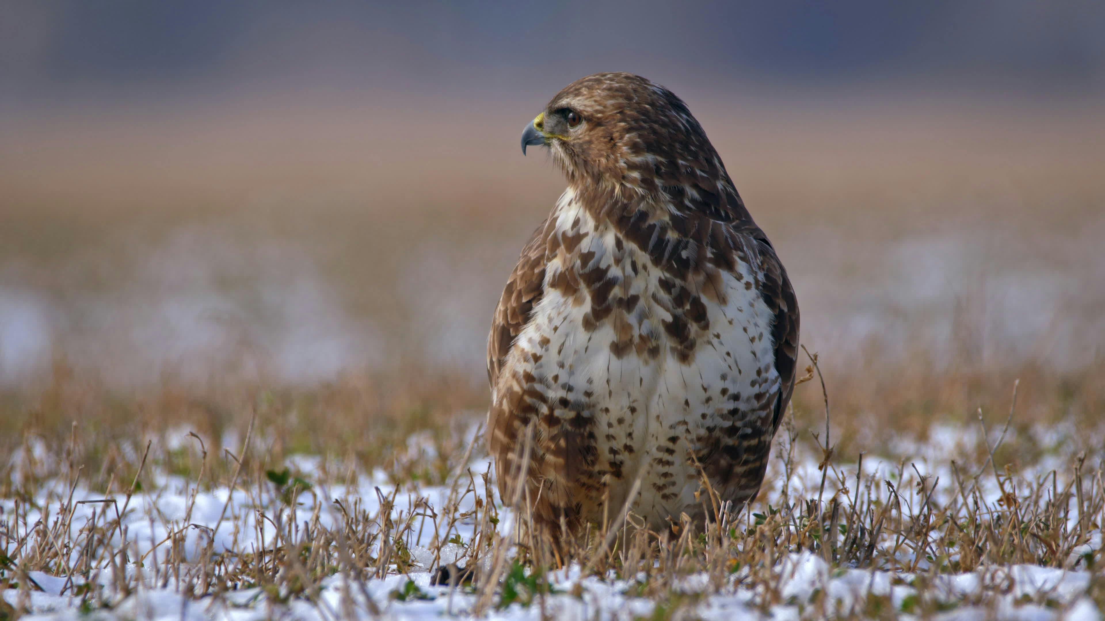 Discover buzzard-feeding, a story-driven footage | Artlist