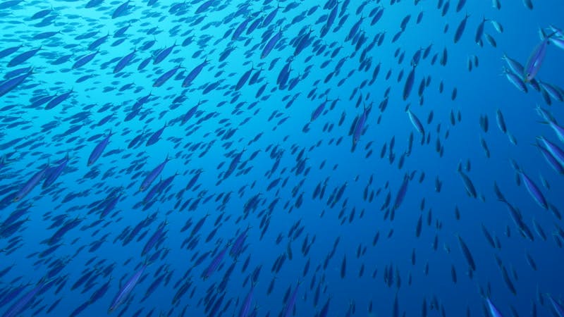 School, Megaleporinus Obtusidens, Boga, Ocean by Tilo Kuehnast – Stock ...