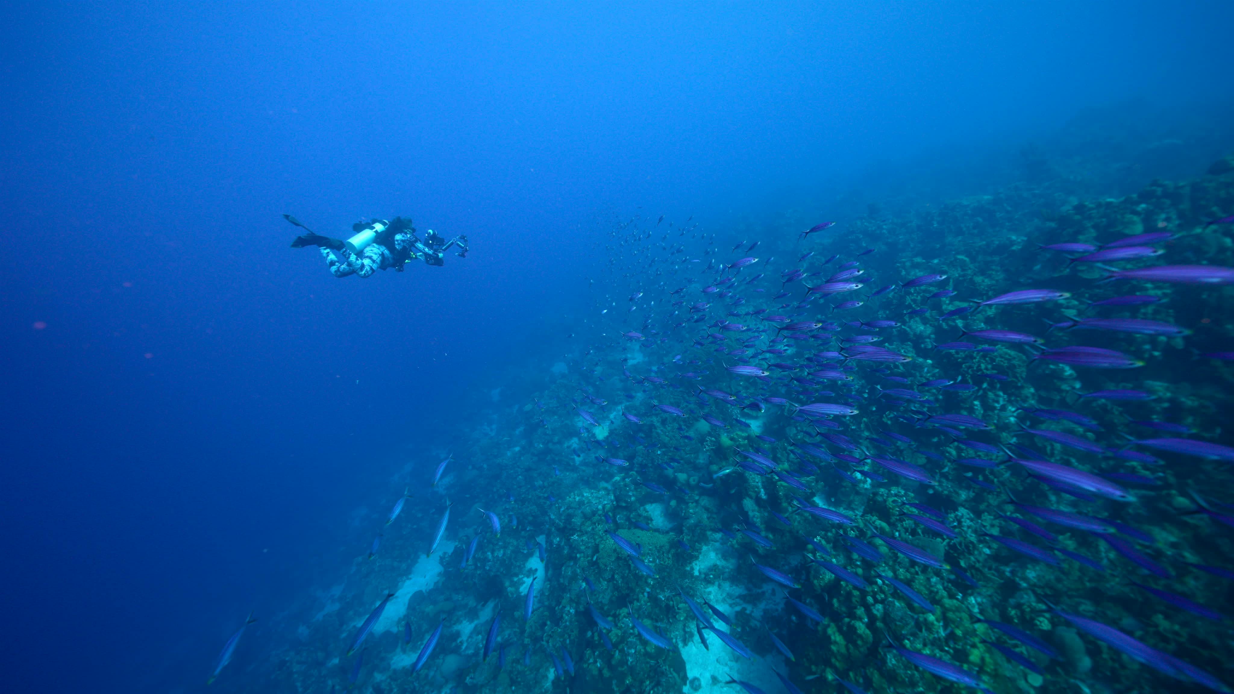 Discover boga-fish, a story-driven footage | Artlist