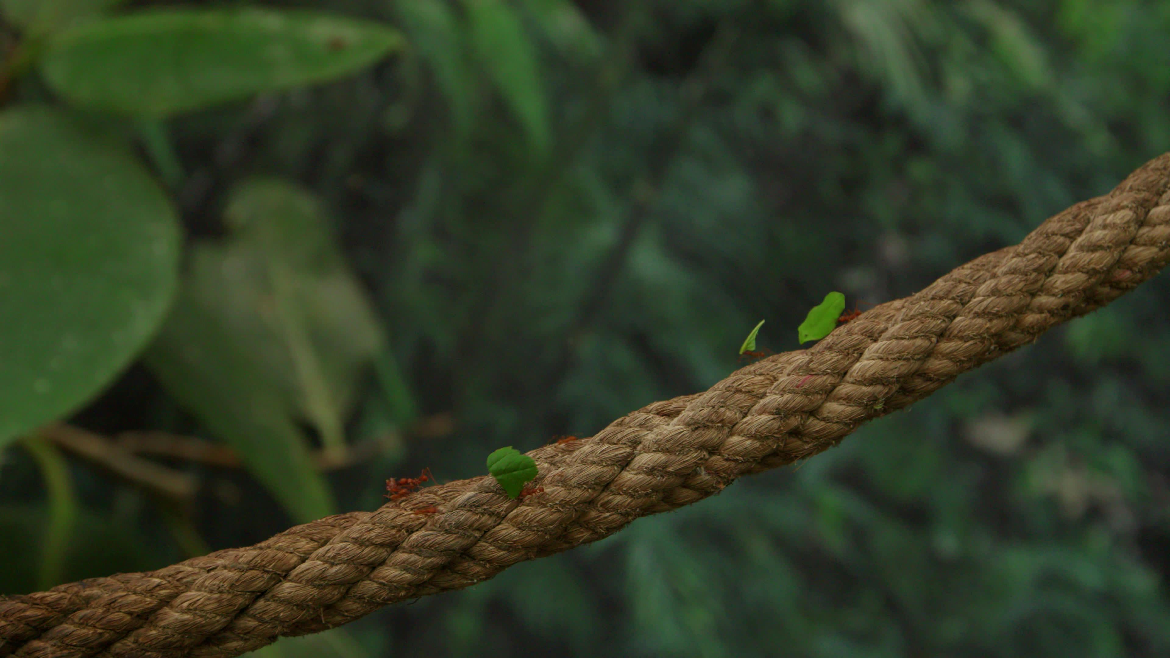Discover ants-on-a-rope, a story-driven footage | Artlist