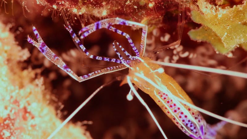 Coral, Ocean, Crustacean, Marine Life by Tilo Kuehnast – Stock Footage ...