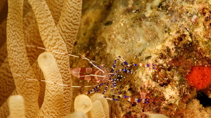 Sea Anemone, Ocean, Crustacean, Marine Life by Tilo Kuehnast – Stock ...