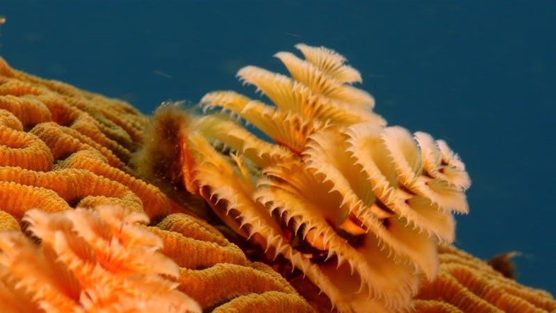 Anemone, Underwater, Seabed, Aquatic by Tilo Kuehnast – Stock Footage ...