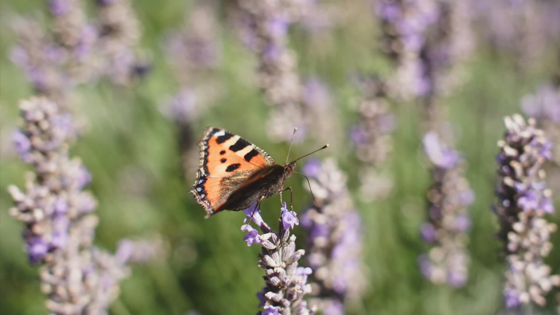 Discover butterflies, a story-driven footage | Artlist