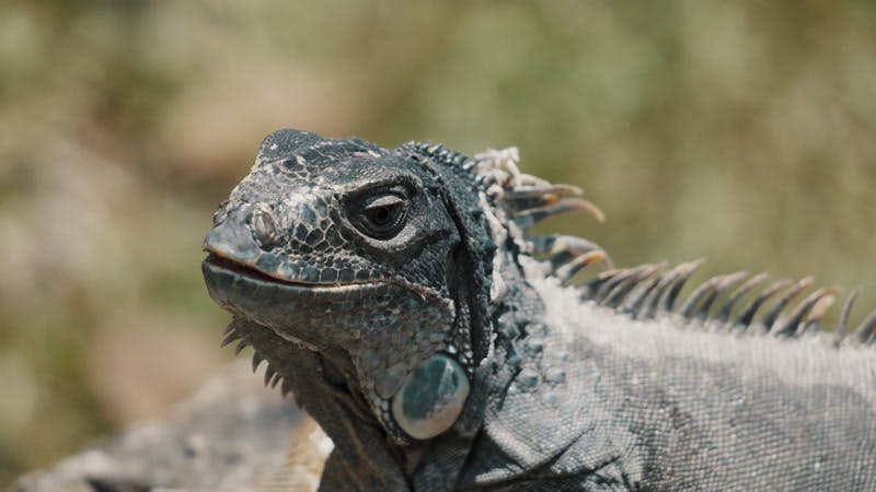 Scaled Reptile, Mexico, Lizard, Reptile by Alejandro Campollo – Stock ...