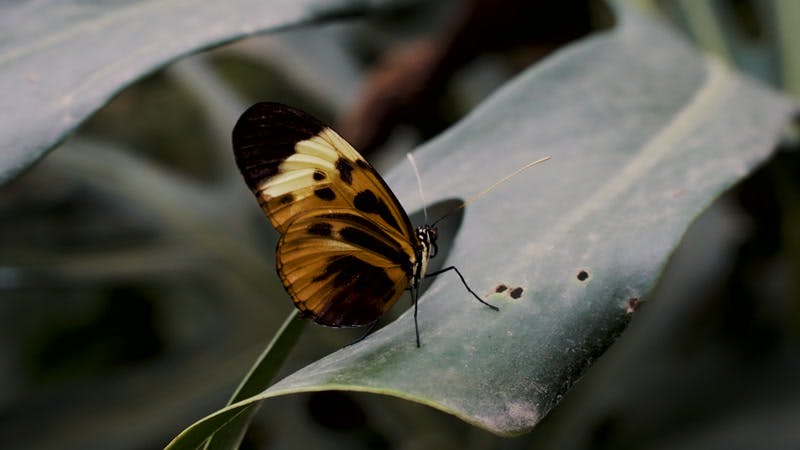 Antenna, Plant, Feelers, Wings by Alejandro Campollo – Stock Footage ...