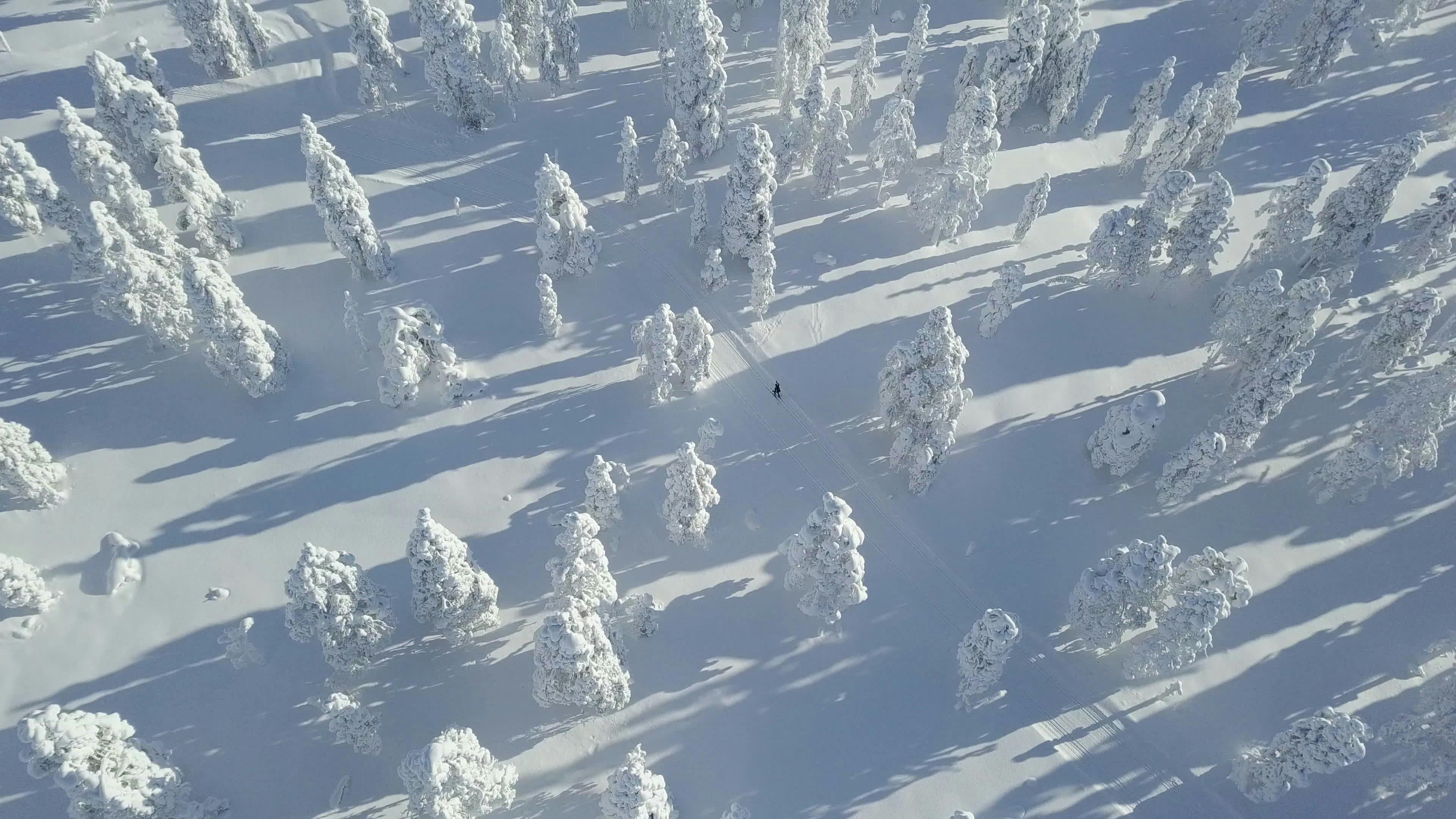 Discover Skier in Frozen Forest, a story-driven footage | Artlist