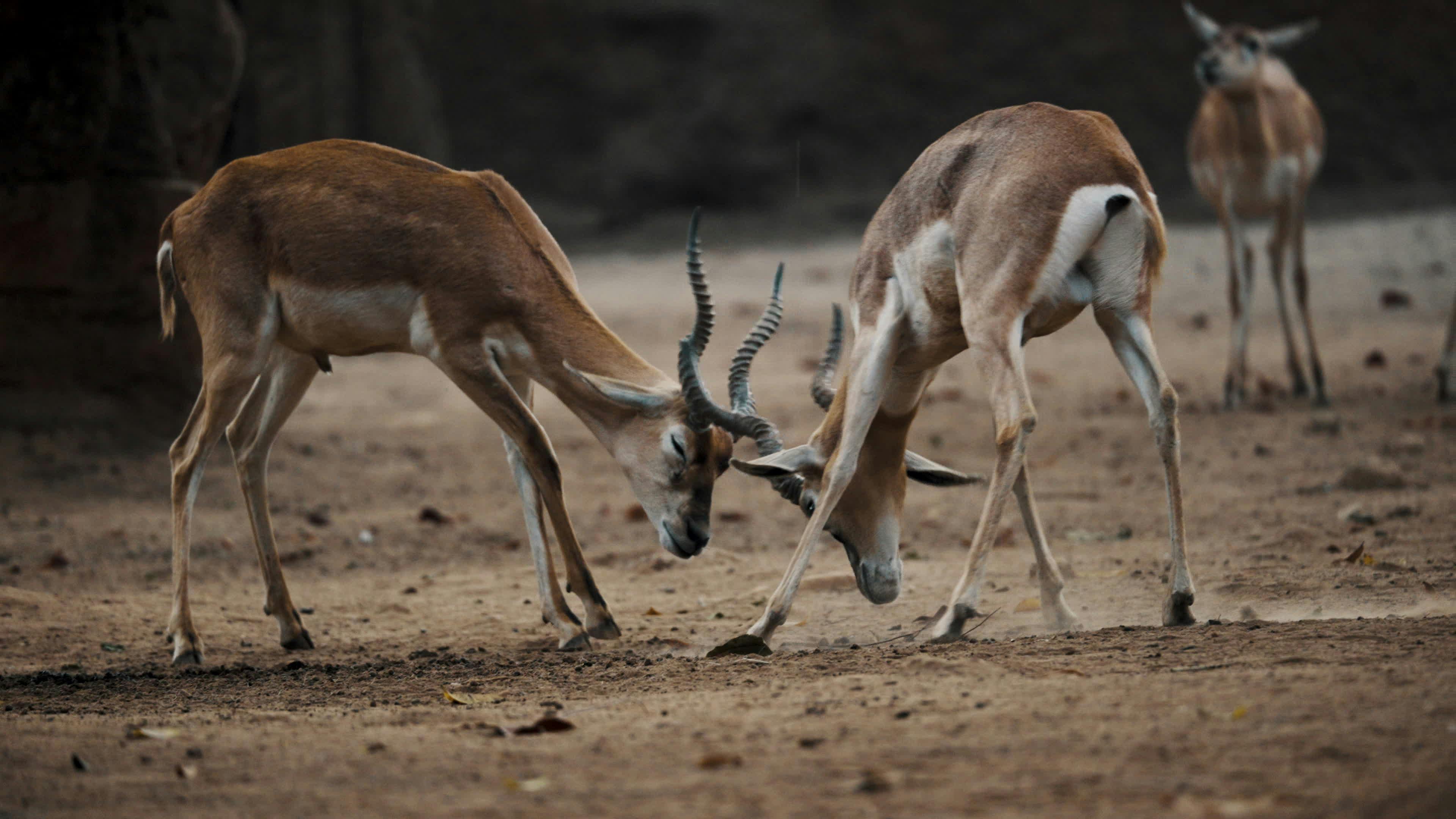 Discover antelope, a story-driven footage | Artlist