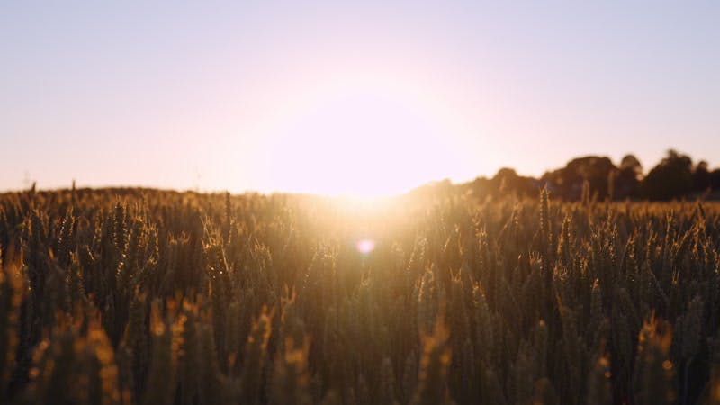 Grain, Sun Flare, Sun, Wheat Field by Morten Lovechild – Stock Footage ...
