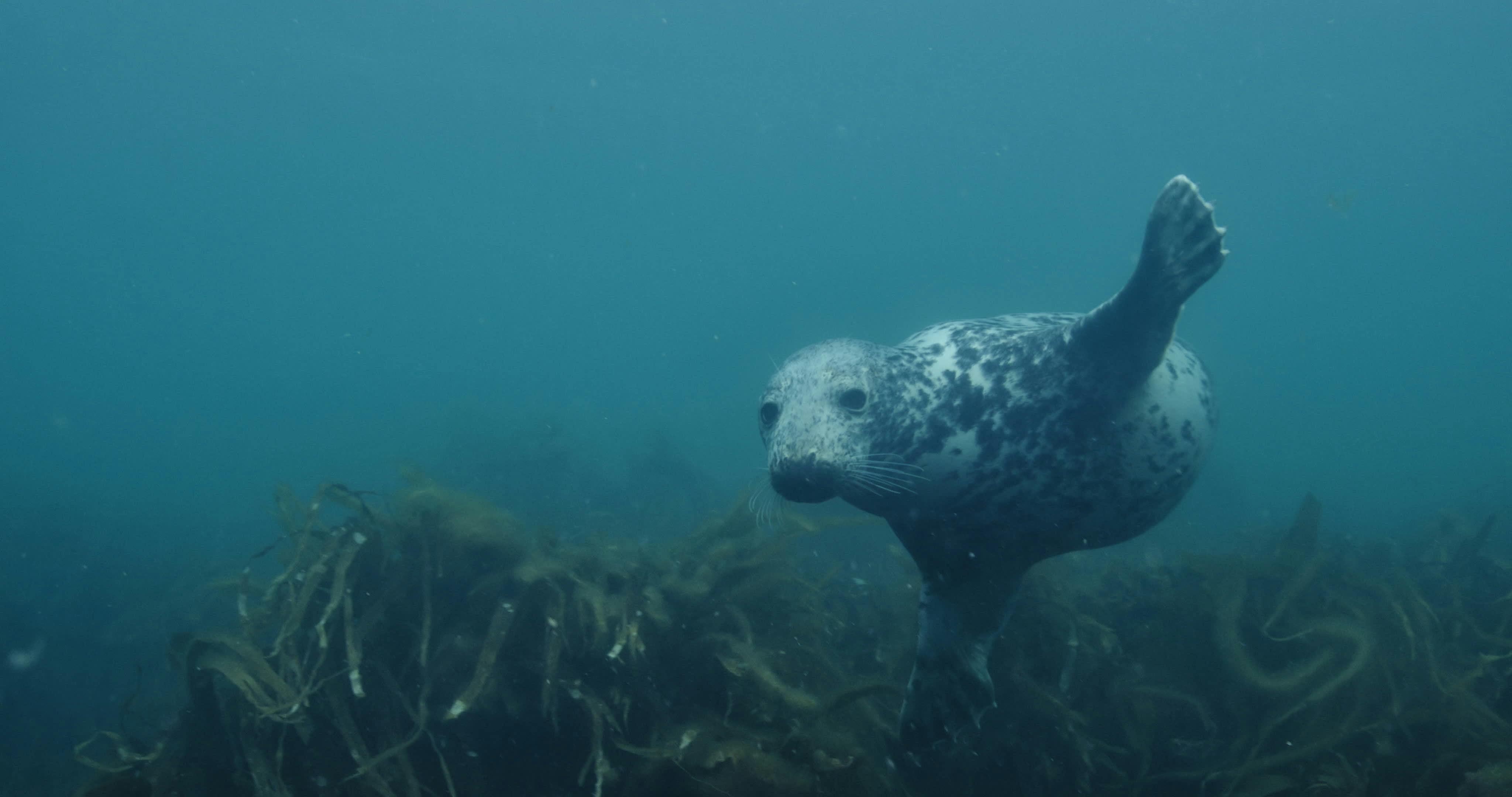 Discover friendly-seal, a story-driven footage | Artlist