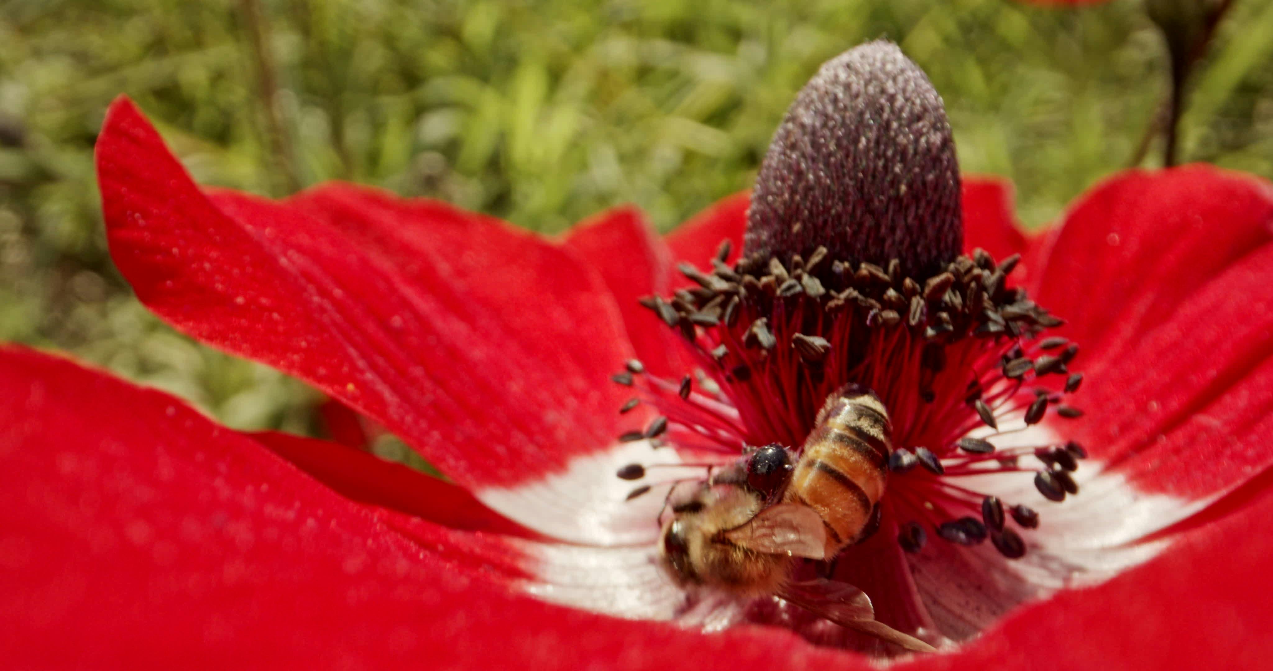 Discover pollinating-insects, a story-driven footage | Artlist