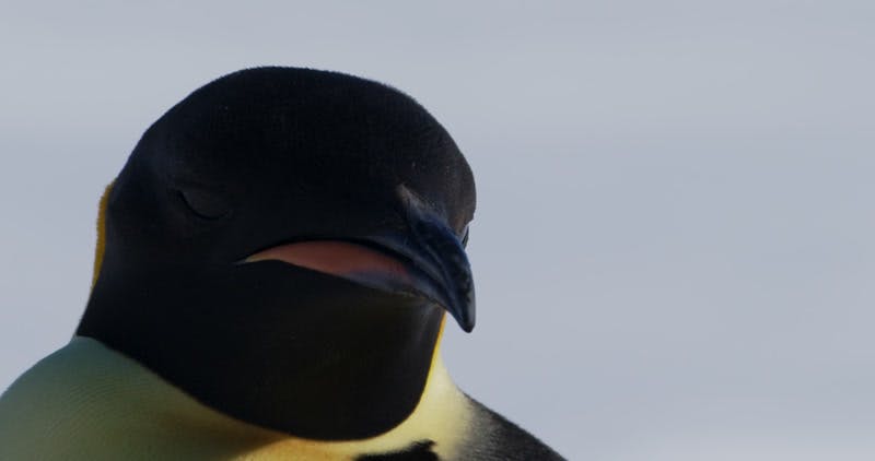 Emperor Penguin, Eyes, Bill, Head by Tanner Fowler – Stock Footage ...