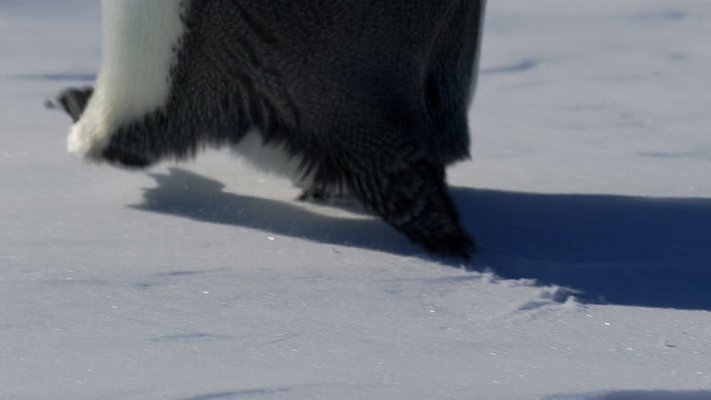 Ice, Winter, Antarctica, Claws by Tanner Fowler – Stock Footage | Artlist