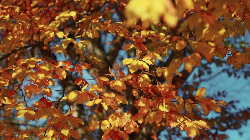 Leaves, Mountain, Foliage, Forest by Alpha Visuals – Stock Footage ...