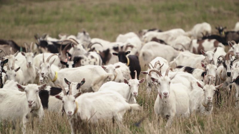 Goat, Farm, Field, Grass by Cinematic Vision – Stock Footage | Artlist