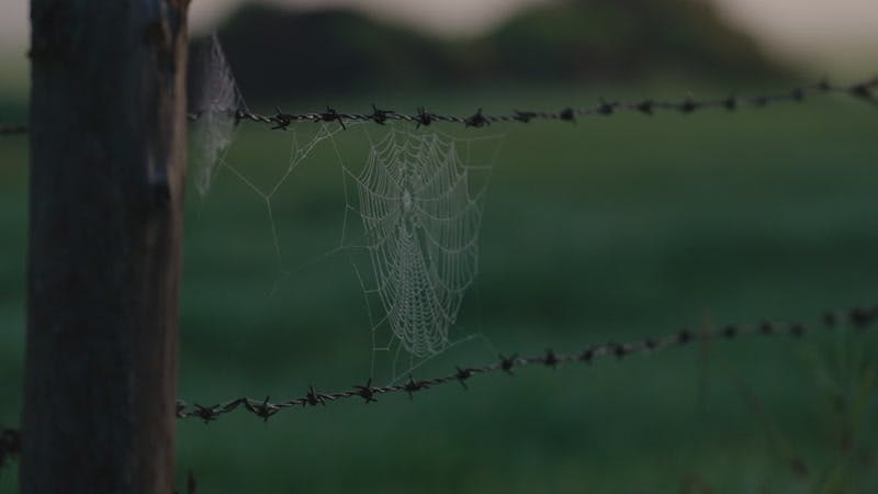 Barb Wired Fence, Hanging, Cobweb, Countryside by Alpha Visuals – Stock ...