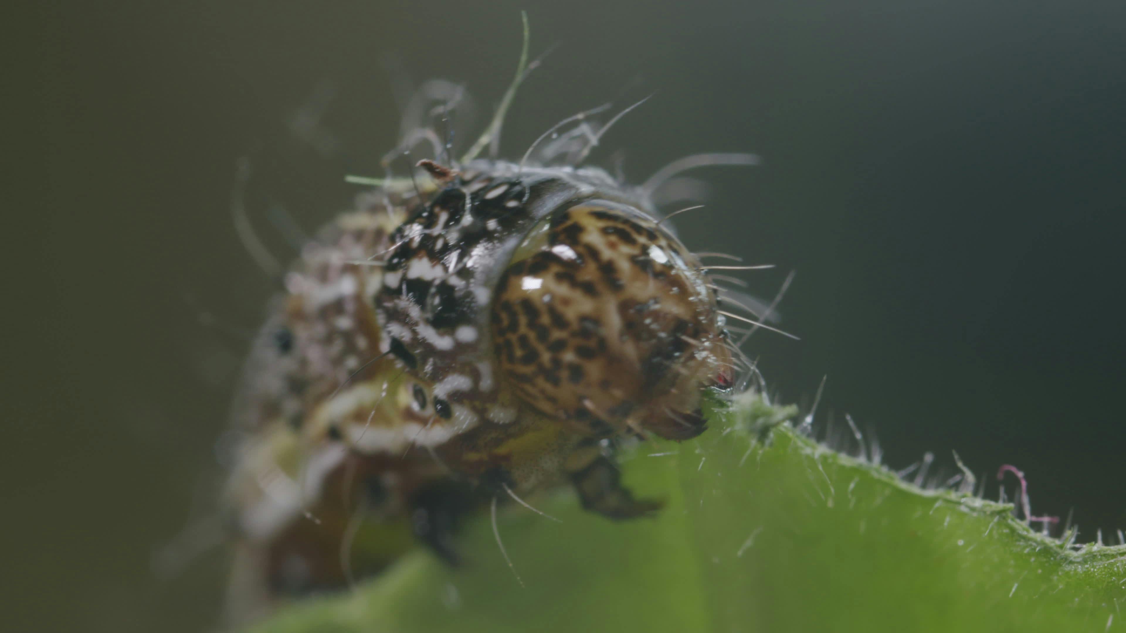 Discover caterpillar-munching, a story-driven footage | Artlist
