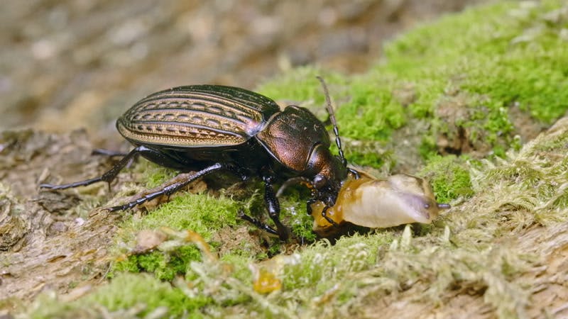 Insect, Eating, Slug, Bug by Lukas Pich – Stock Footage | Artlist