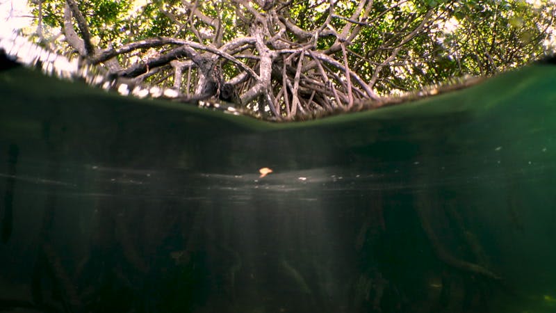 Underwater, Roots, Plants, Swamp by Day's Edge Productions – Stock ...
