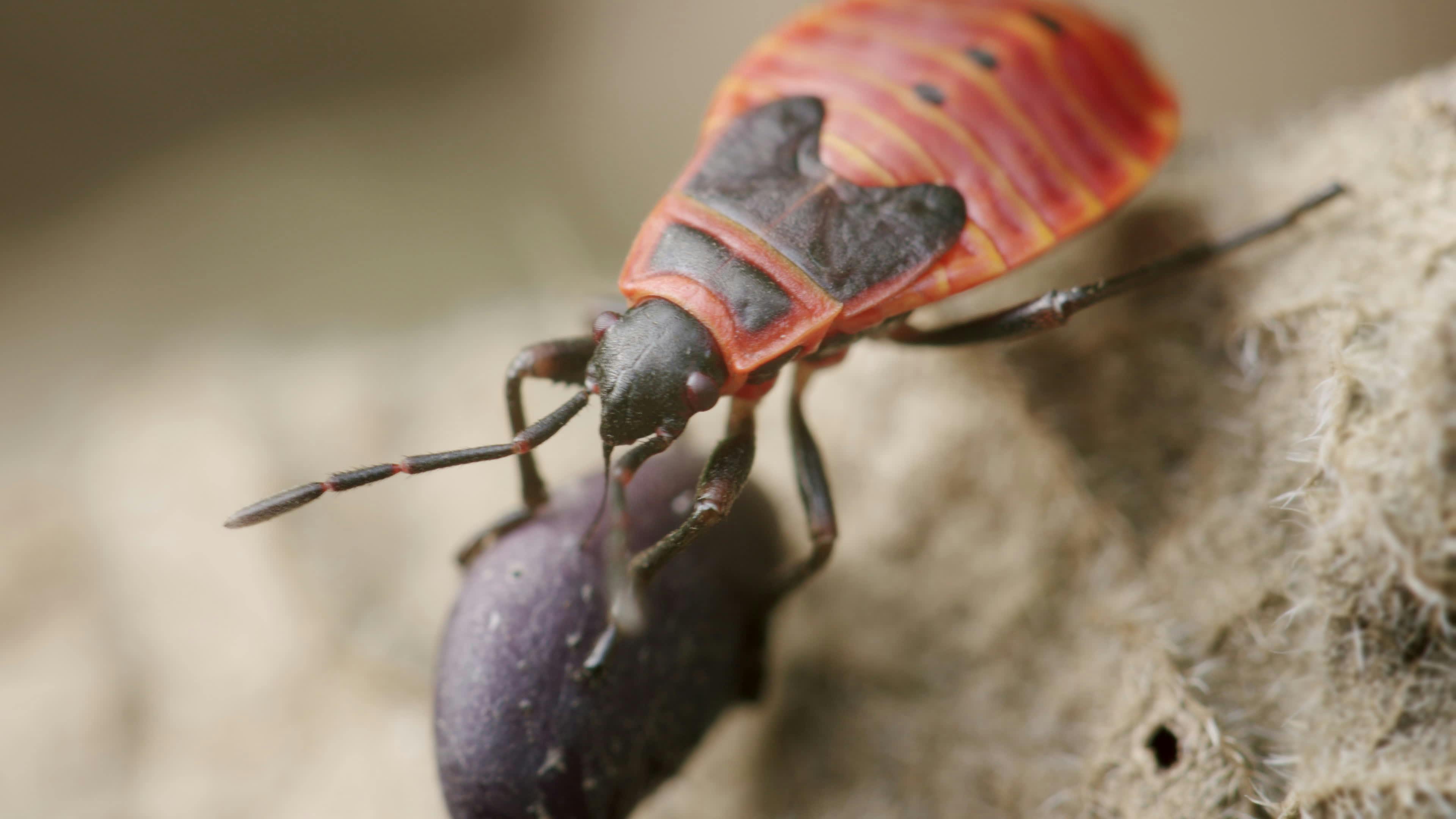 Discover firebug, a story-driven footage | Artlist