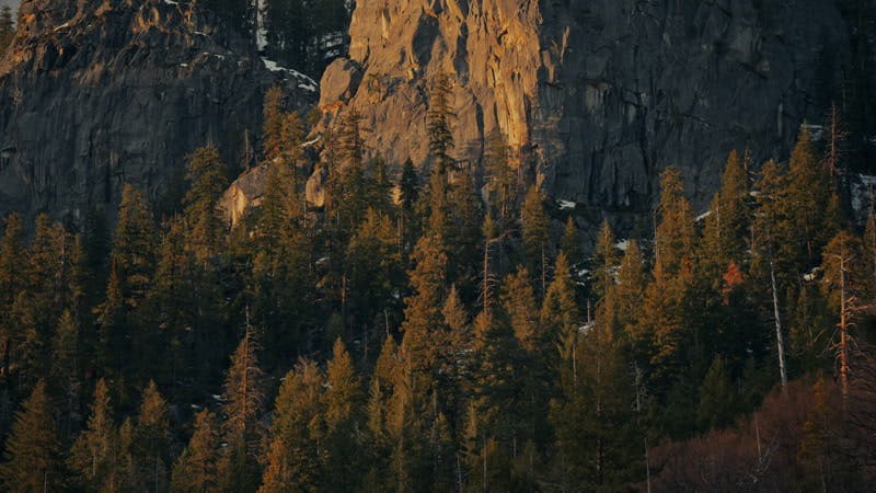 Yosemite National Park, Golden Hour, Trees, Woods by Gundars Magone ...