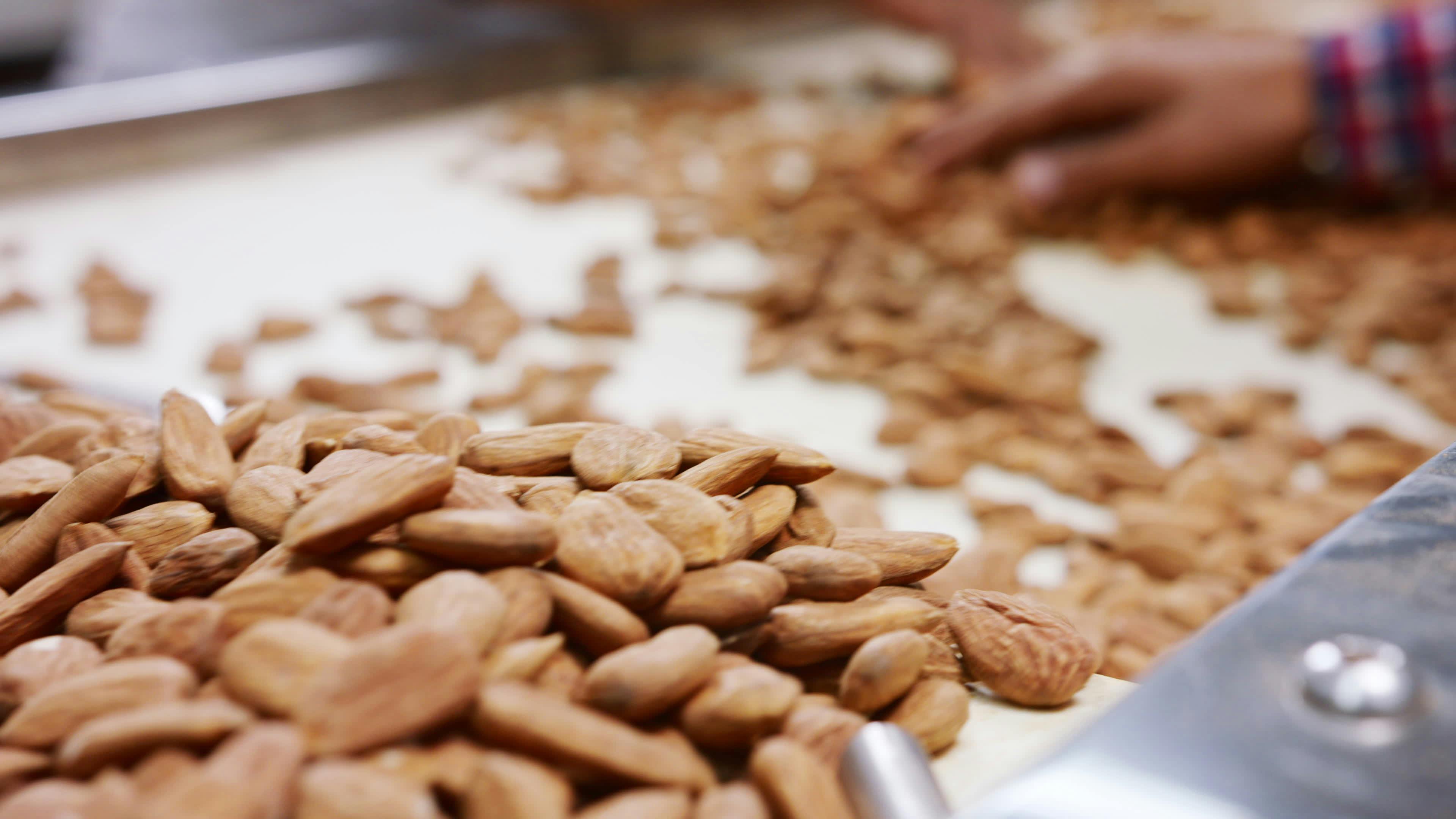 Discover almonds-sorting, a story-driven footage | Artlist