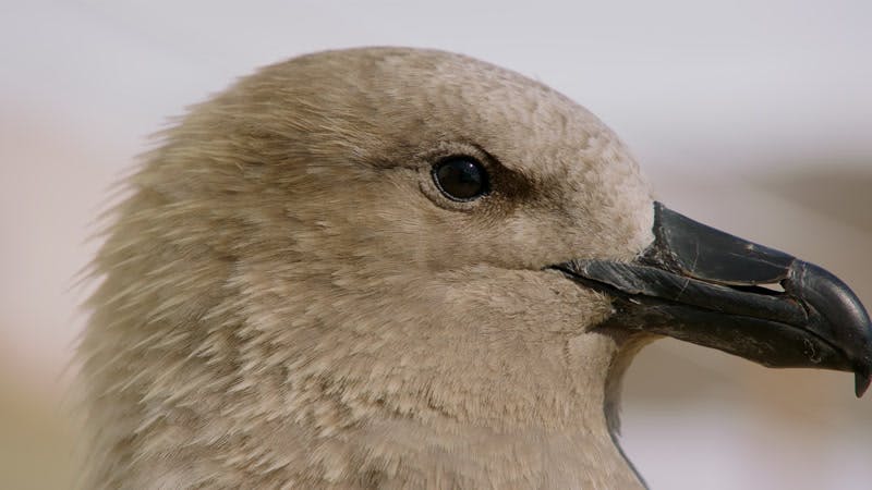 Looking, Feathers, Beak, Antarctica by Tanner Fowler – Stock Footage ...