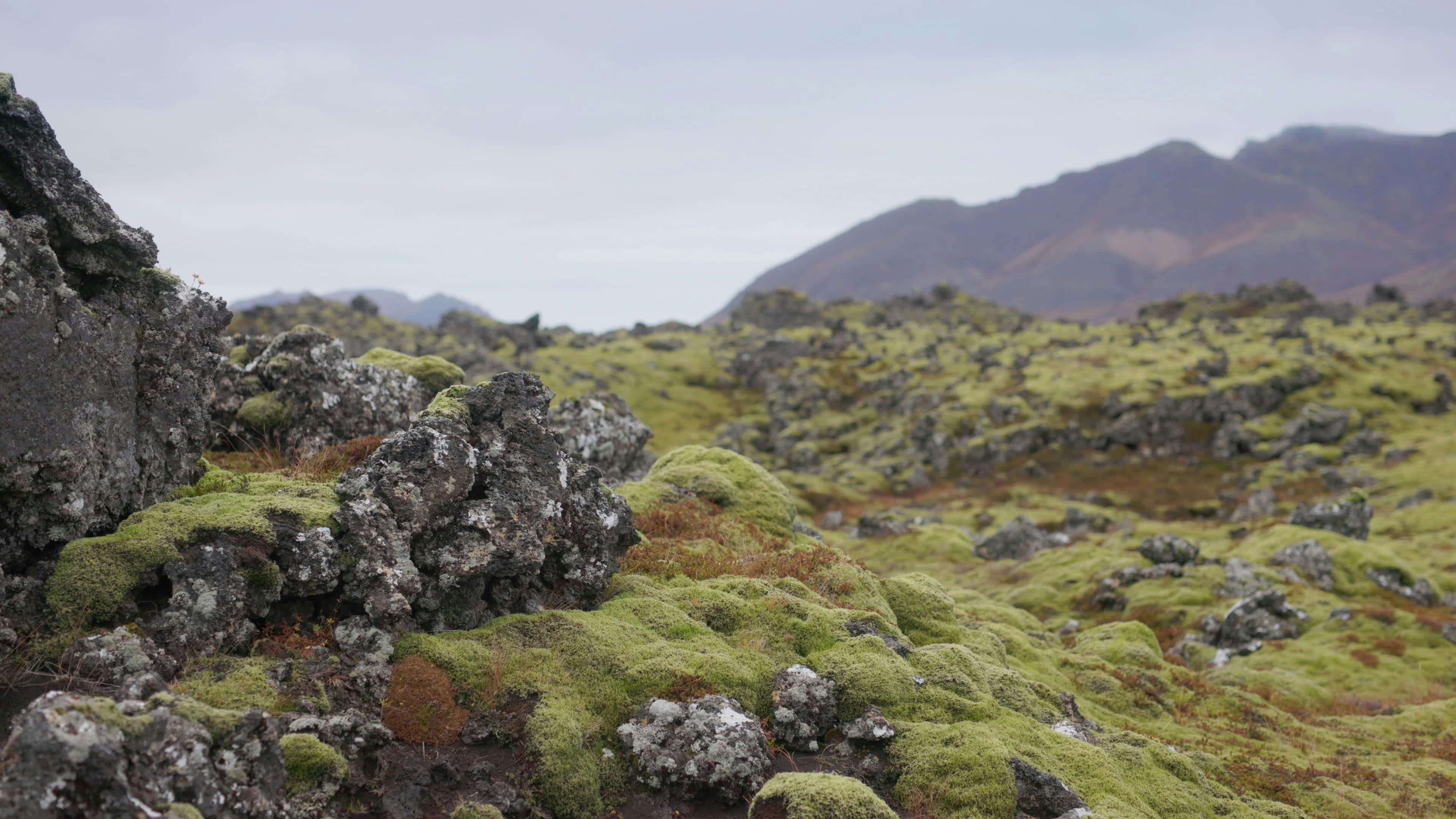 Discover mossy-lava-field-in-iceland, a story-driven footage | Artlist